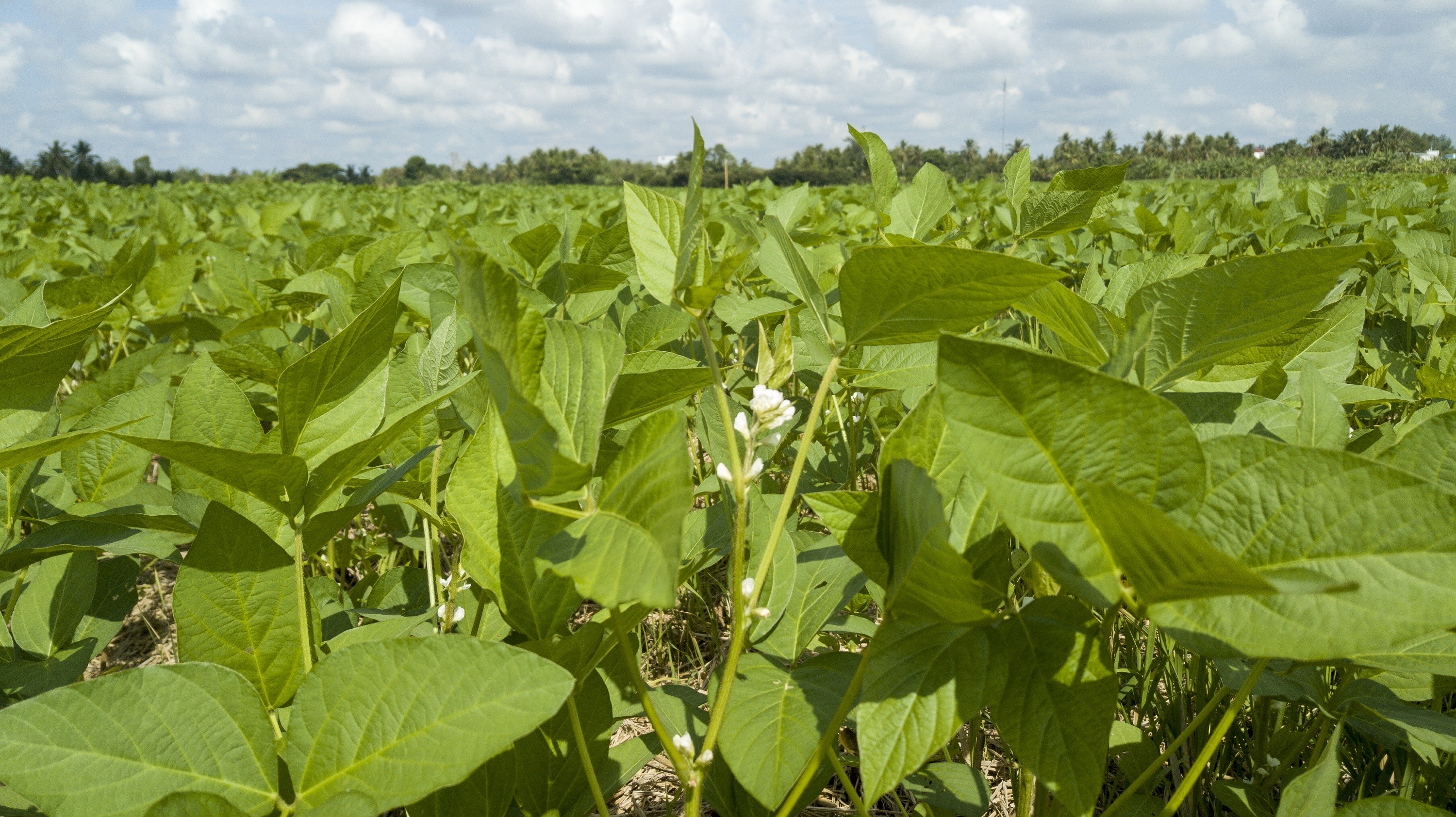 VINASOY VÀO TOP 50 DOANH NGHIỆP PHÁT TRIỂN BỀN VỮNG TIÊU BIỂU 2023